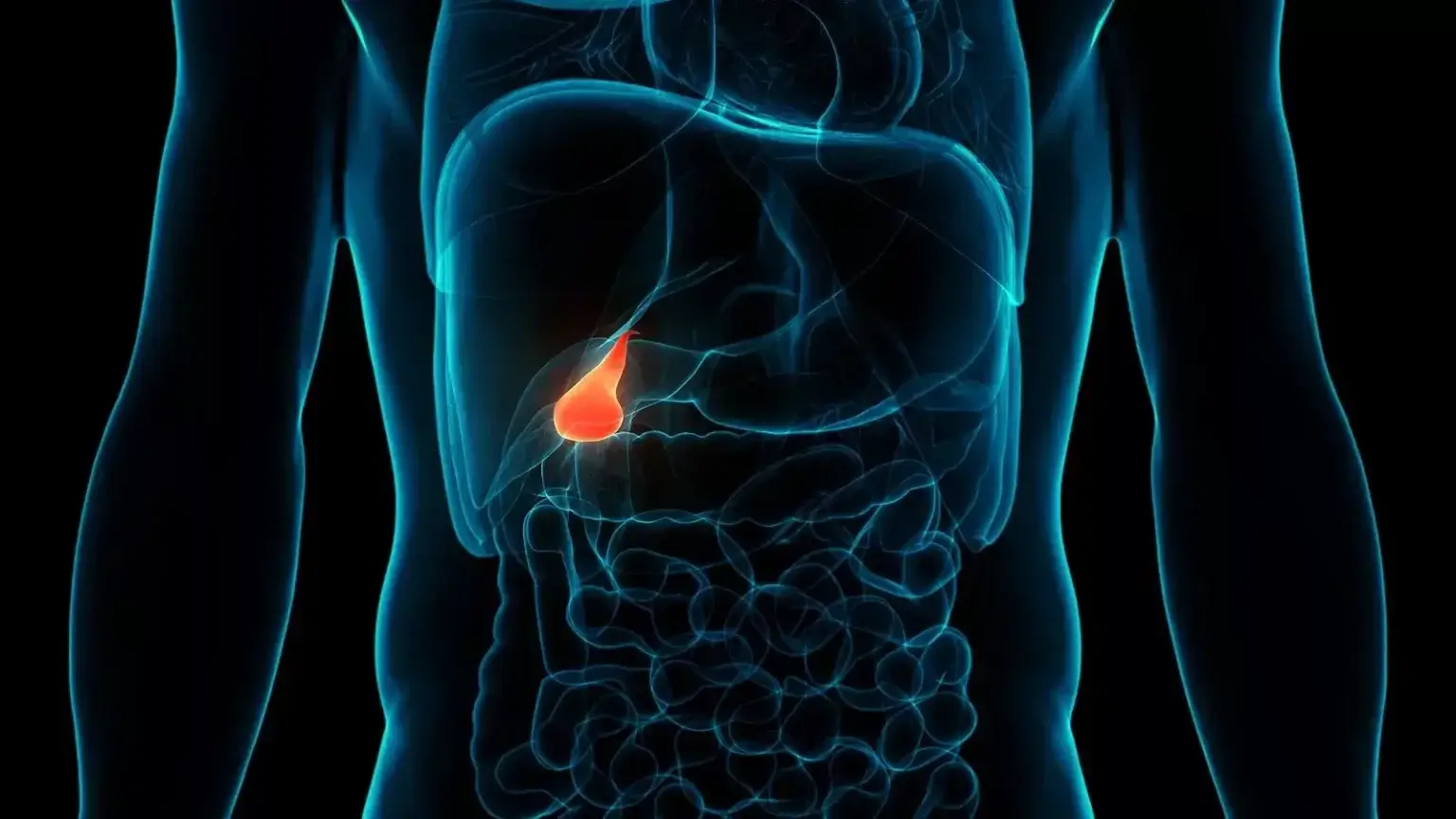 Žlčník - Prečo je jeho ochrana dôležitá?